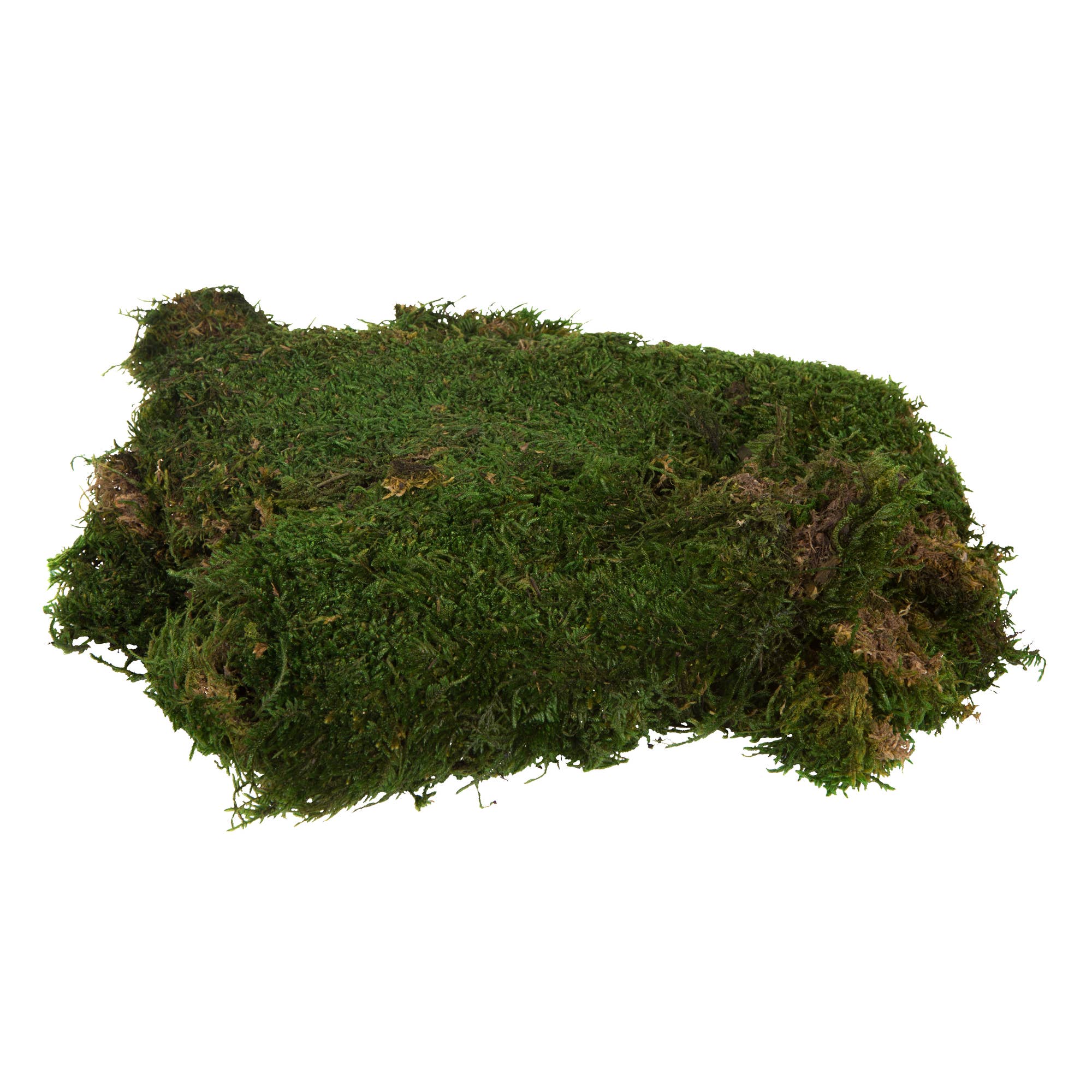 Wholesale preserved moss for your store