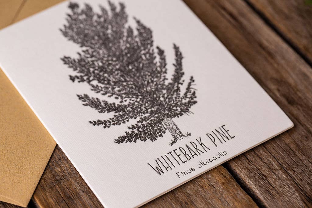 Wholesale Whitebark Pine Tree Card for your store - Faire