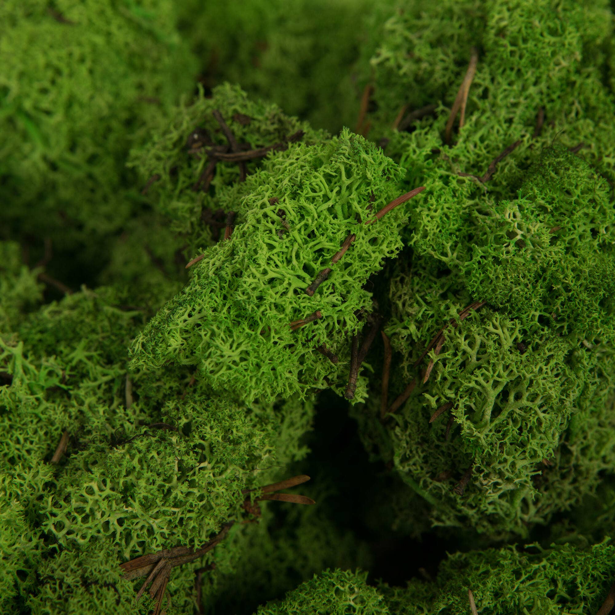 Wholesale preserved moss for your store