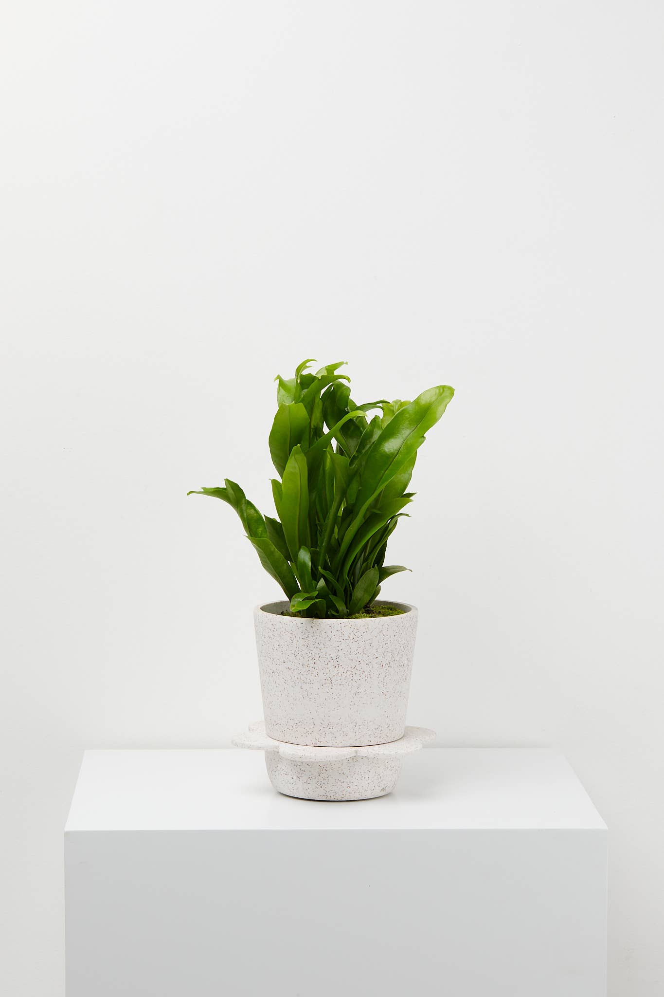 Capra Designs wholesale products