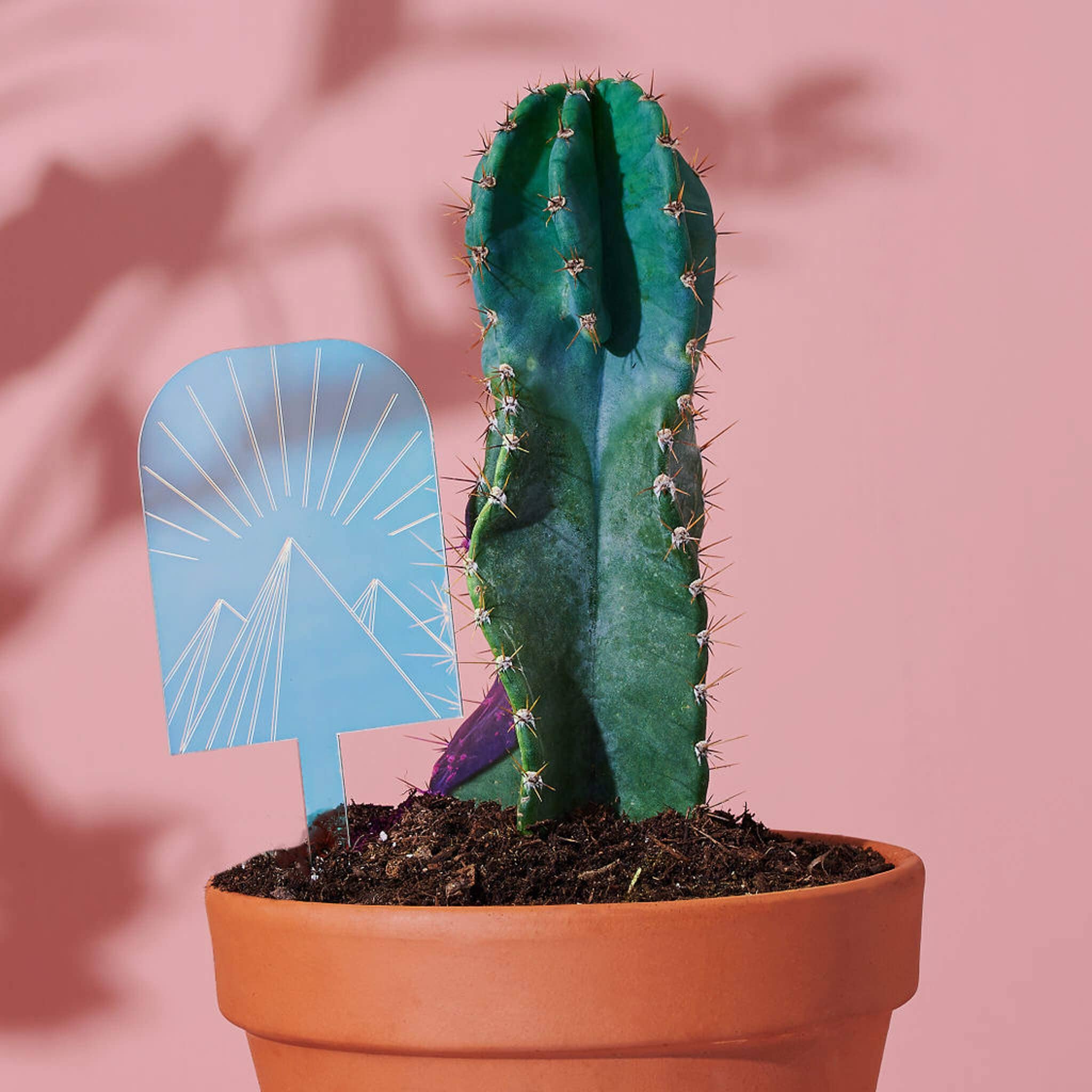 Paloverde Botanicals wholesale products