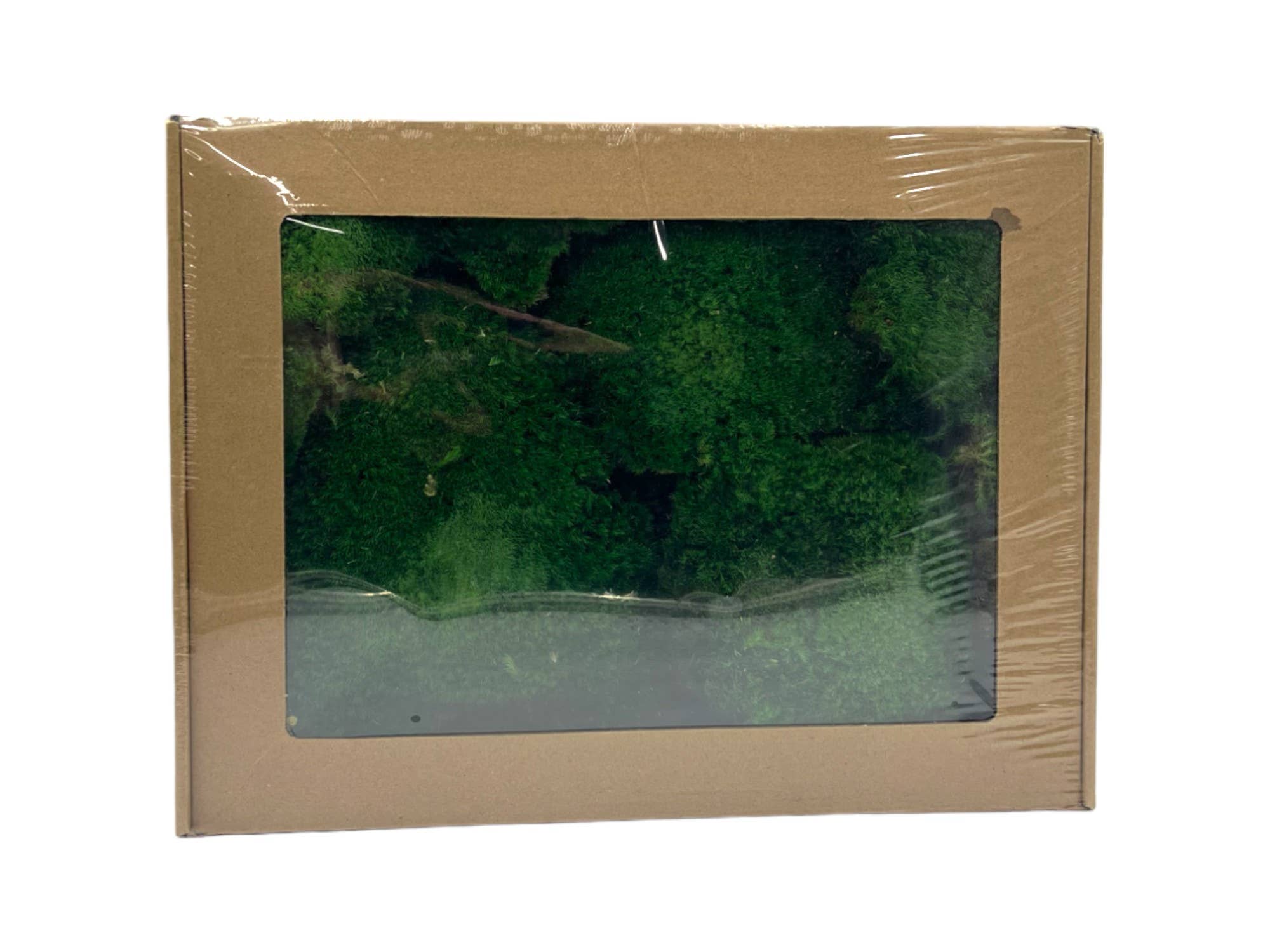 Wholesale preserved moss for your store