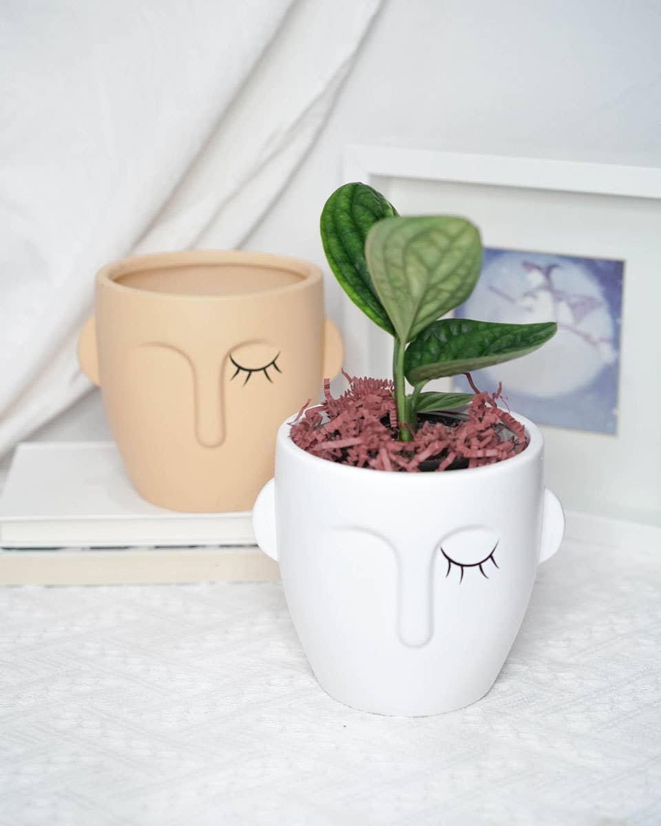 Springer Décor wholesale products