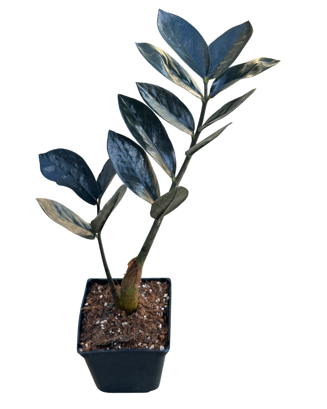Wholesale 4" Raven ZZ (Zamioculcas zamiifolia Raven) – Wholesale Plant ...