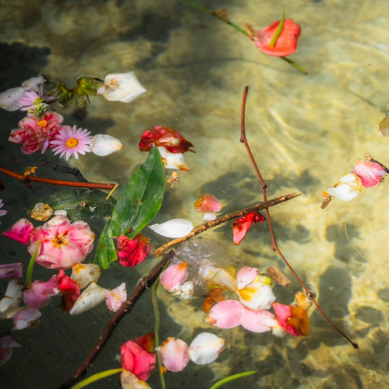 Wholesale FALLING PETALS: Star Anise / Vanilla / Tonka Bean CANDLE 200G ...