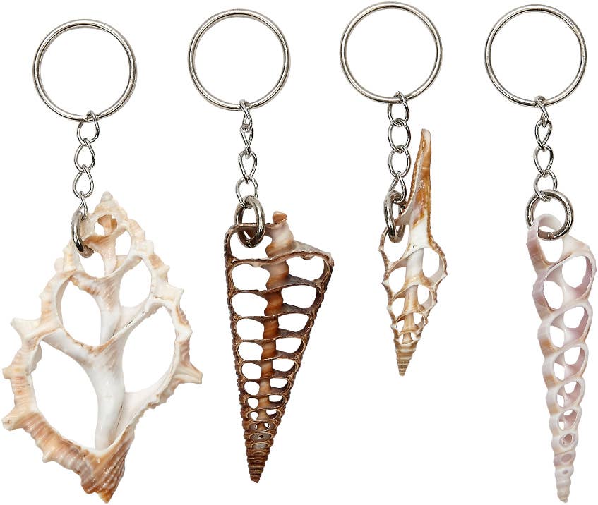 Wholesale sea shells for your store