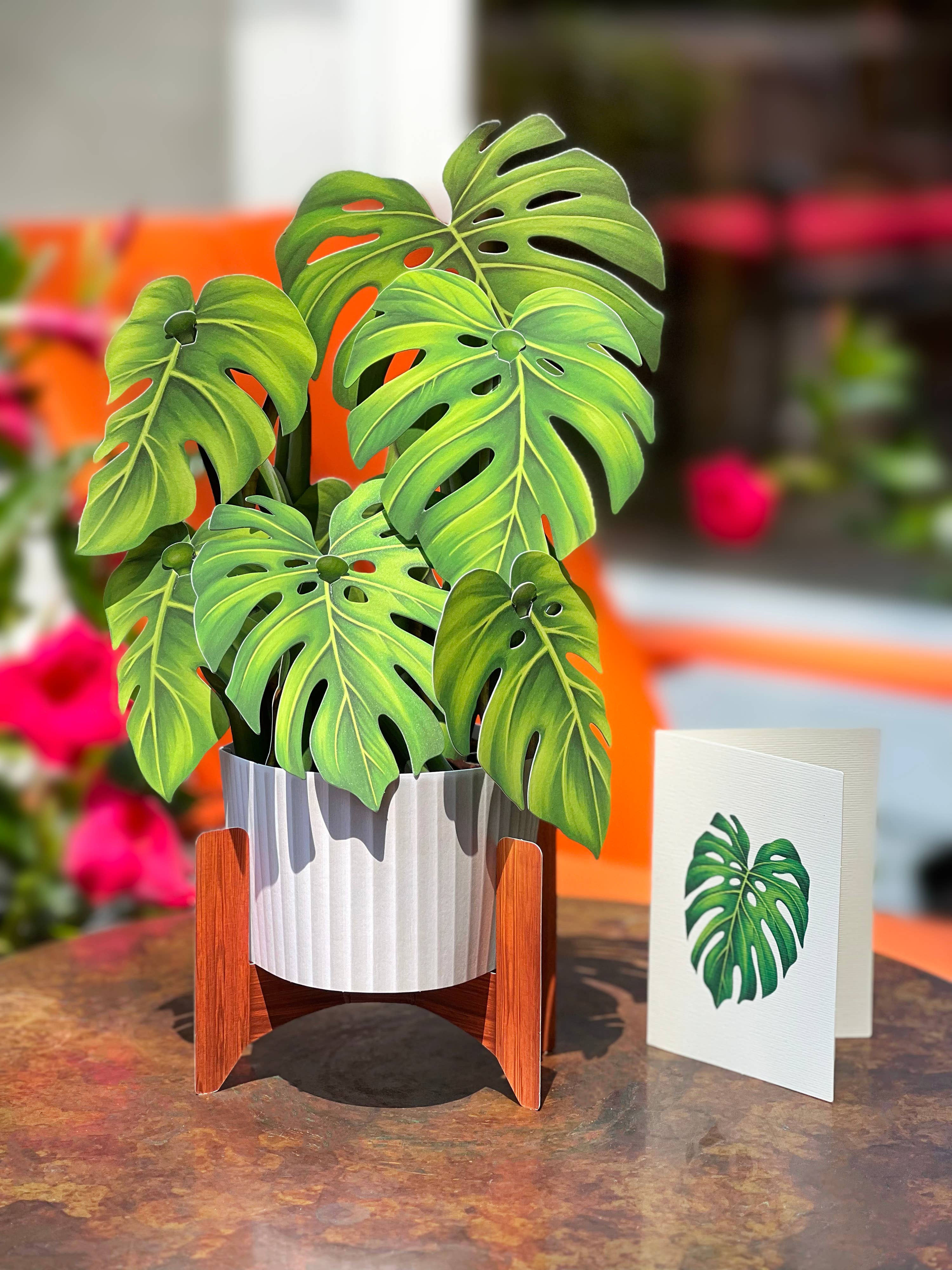Wholesale Monstera Plant (8 Pop-up Greeting Cards) for your store - Faire