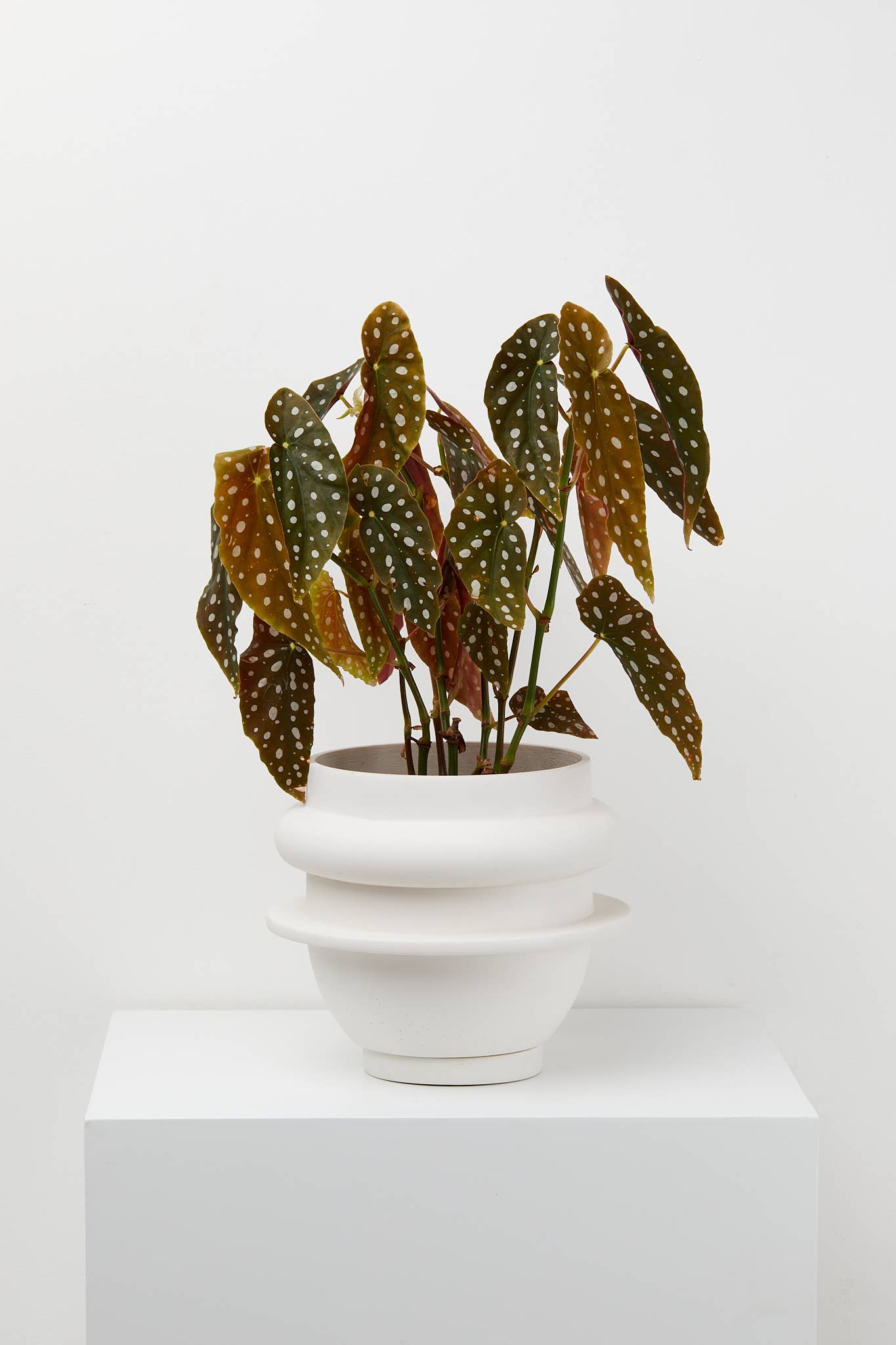 Capra Designs wholesale products