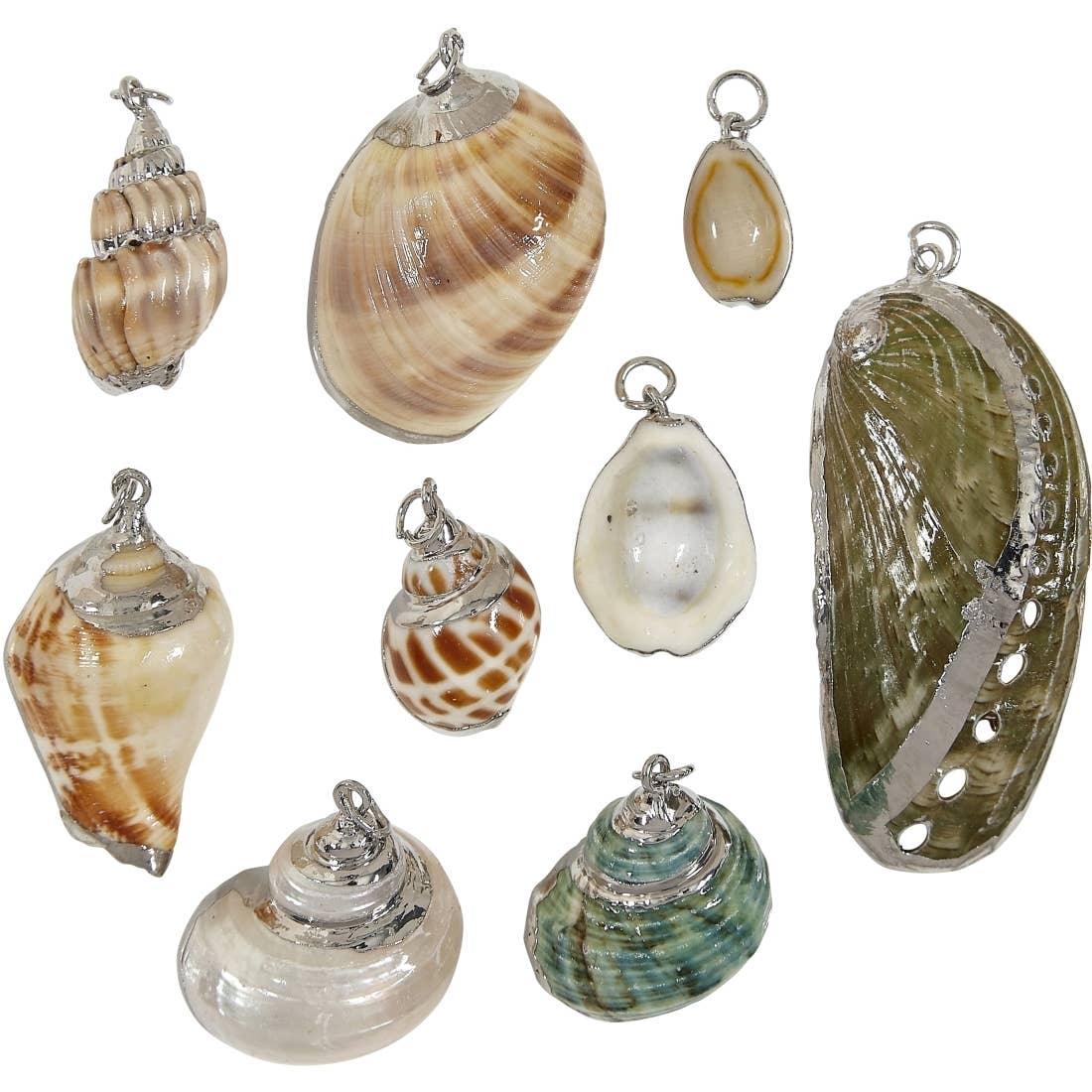 HS Seashells wholesale products