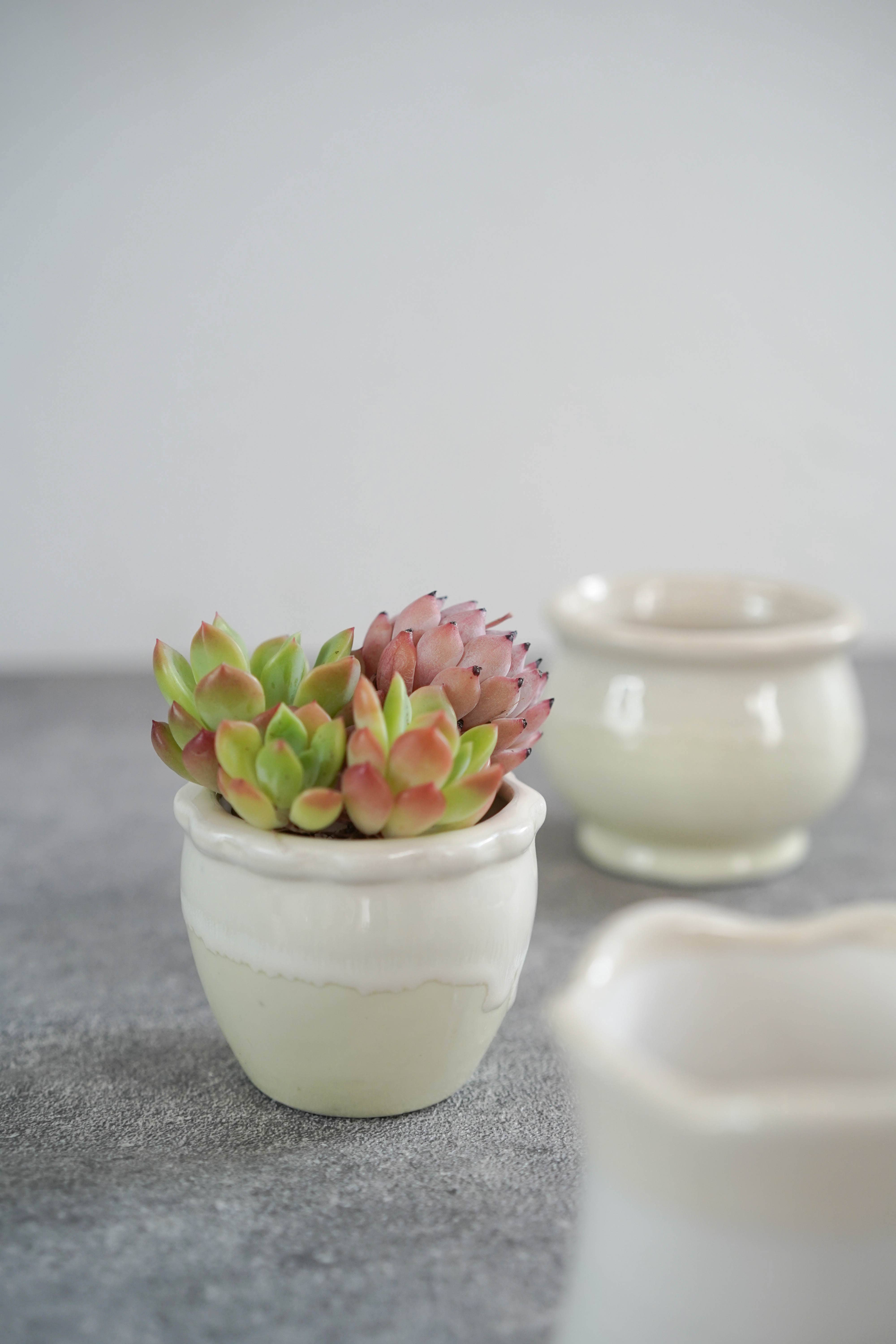 Springer Décor wholesale products