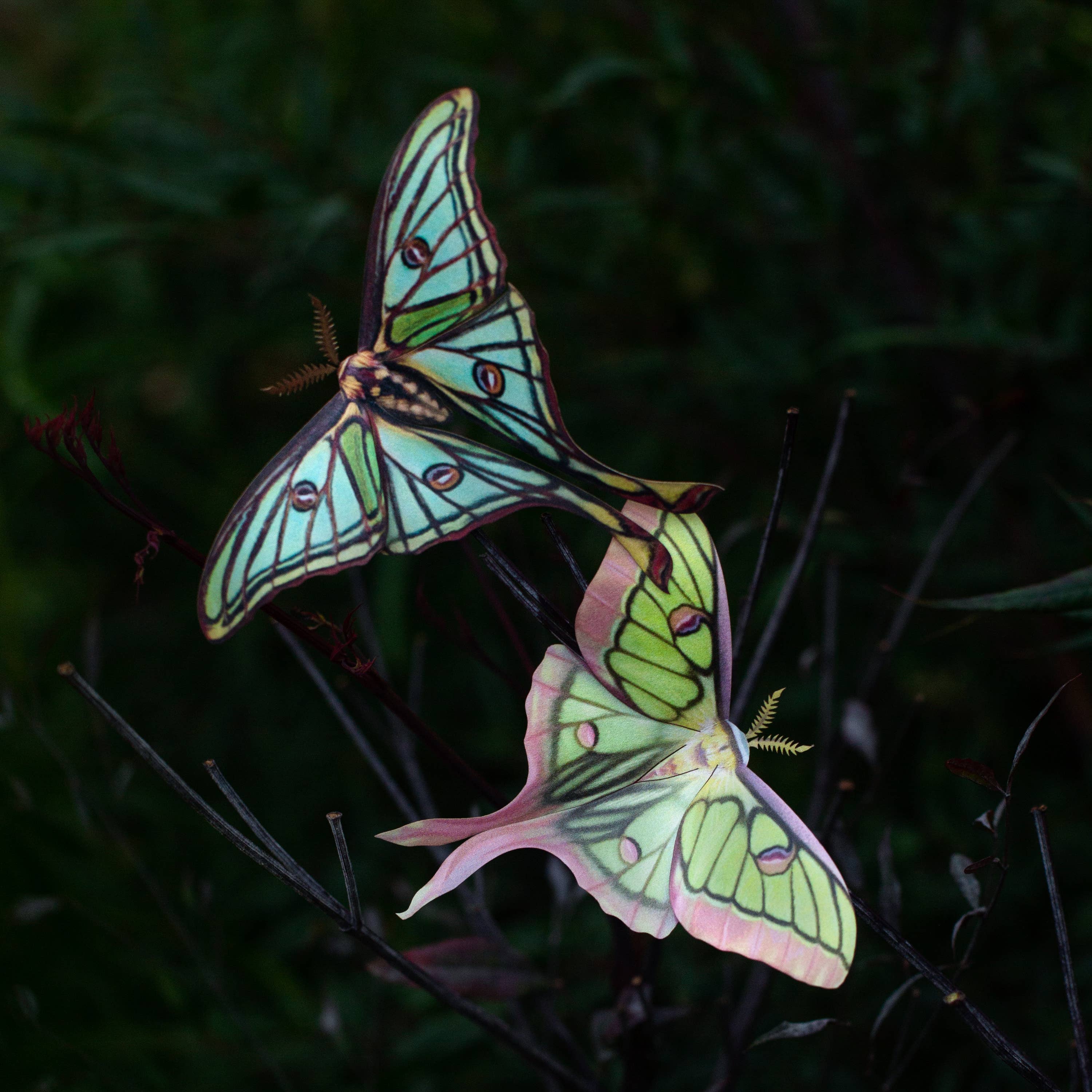 Wholesale 'Moonboorn' Luna Moth Set for your store - Faire