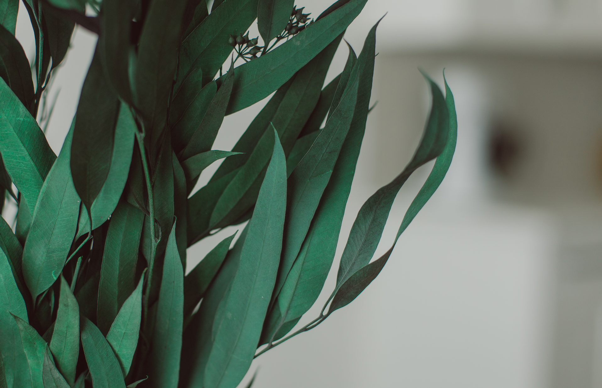 Wholesale Preserved Seeded Weeping Willow Eucalyptus for your store - Faire