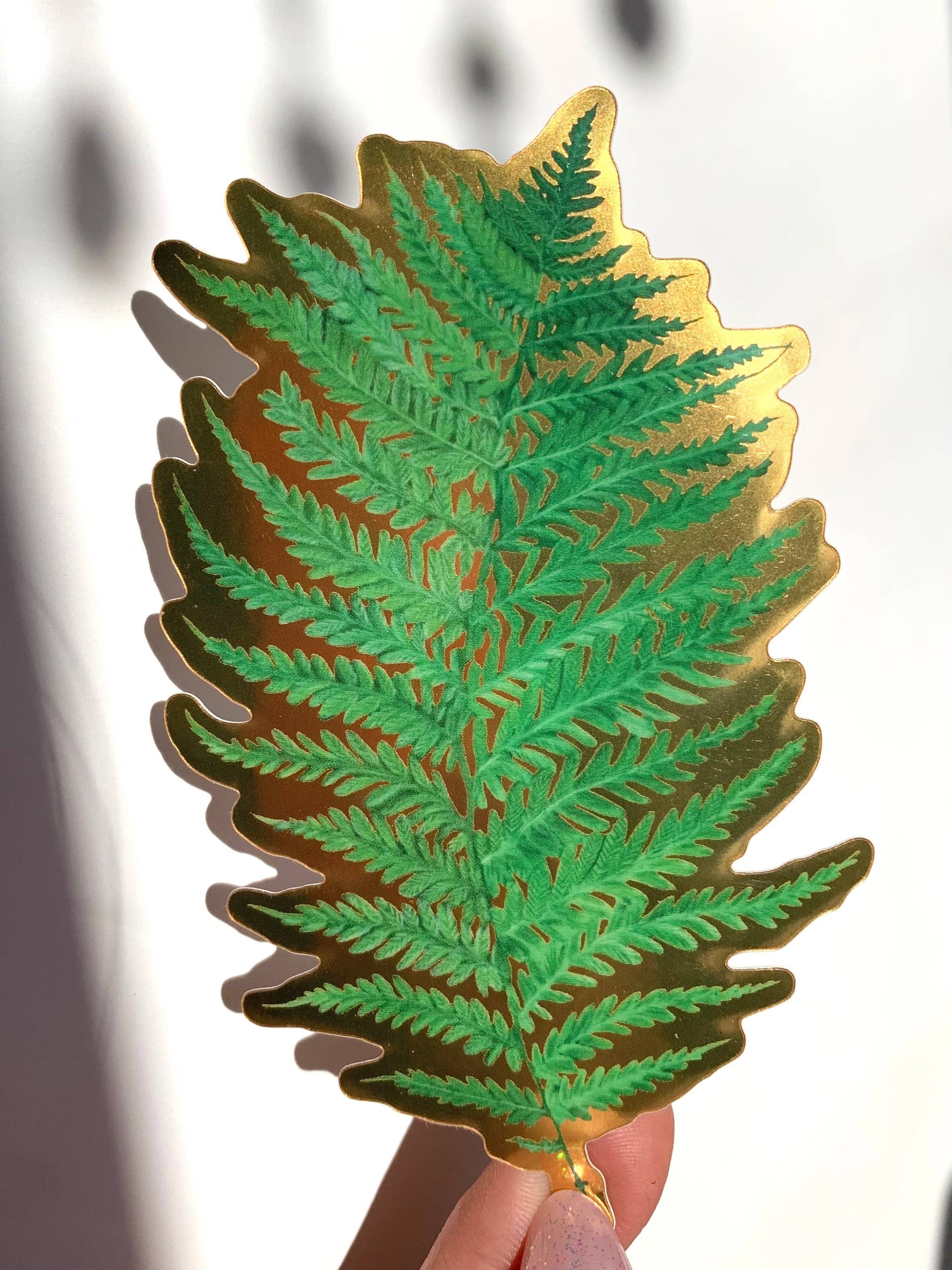 Wholesale staghorn fern for your store