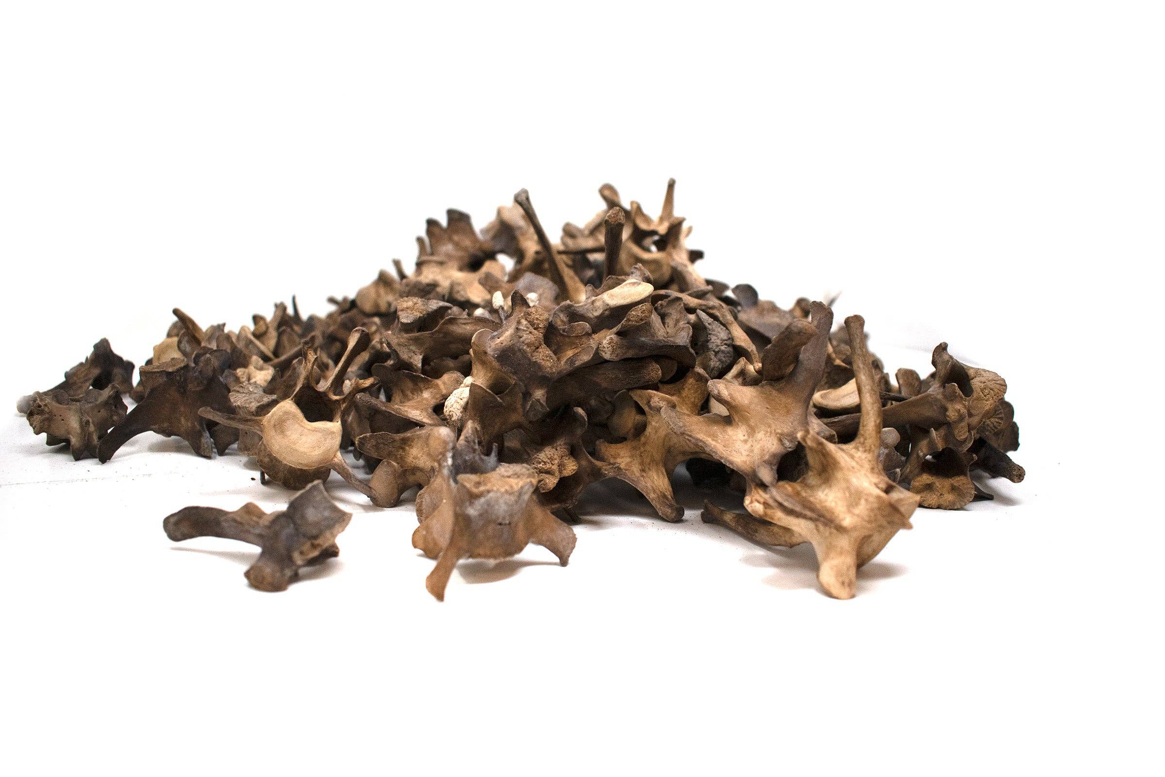 Wholesale gray wolf vertebra – Ritual Talisman for Norse Pagan Practice ...