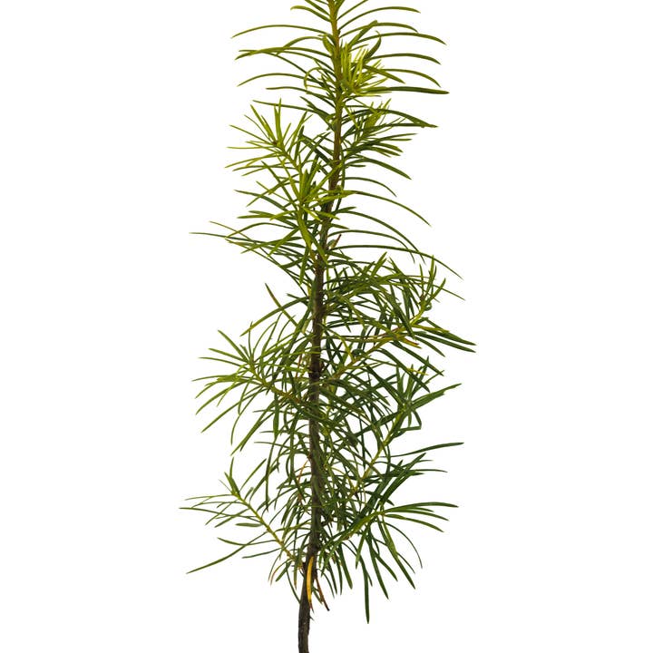Wholesale Living Christmas Tree Douglas Fir Packaged Live Tree For