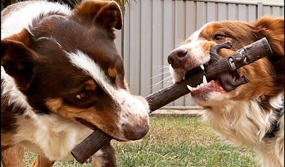 Wholesale DOOG Fetch STICKS Display Unit - 96pcs total for your store ...