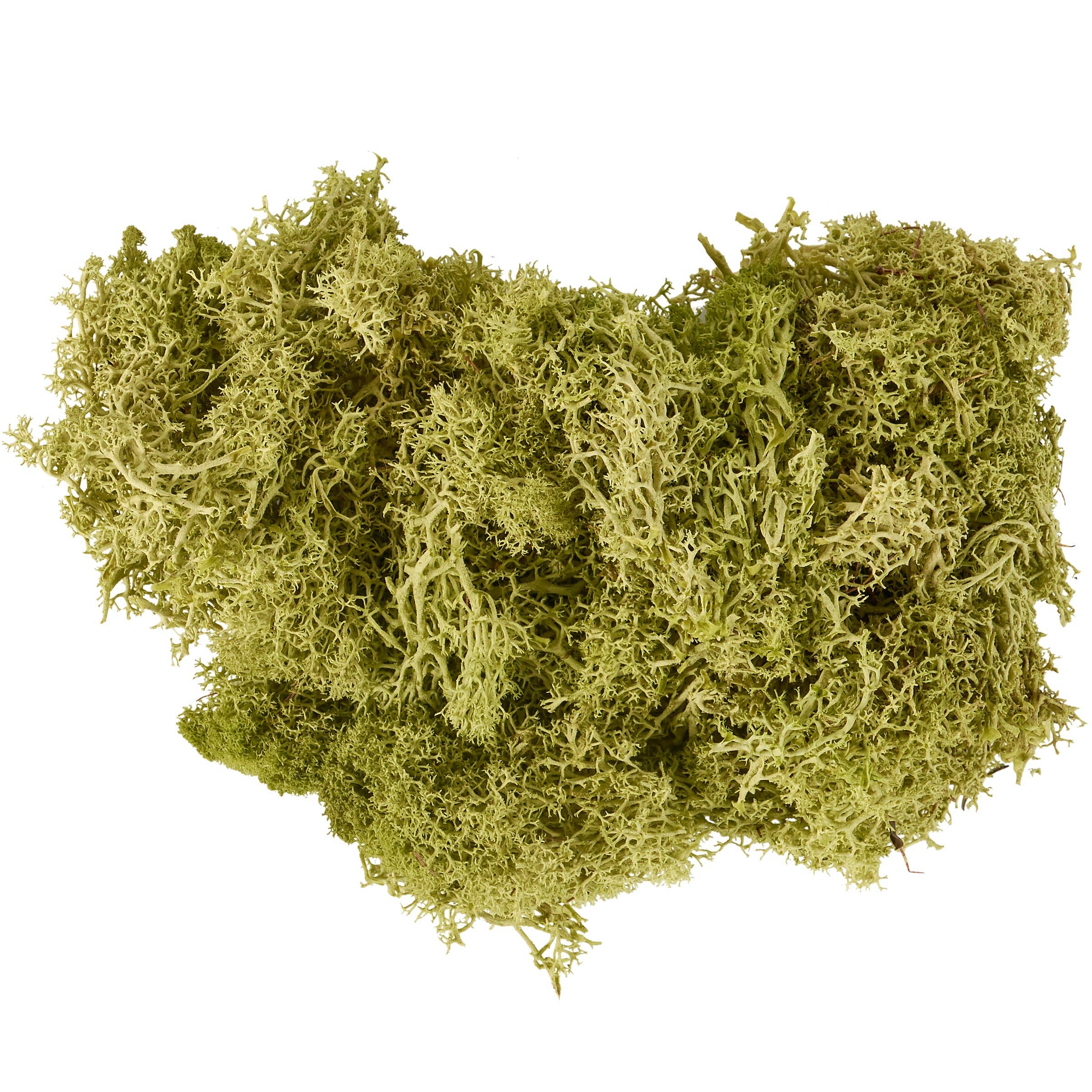 Wholesale preserved moss for your store