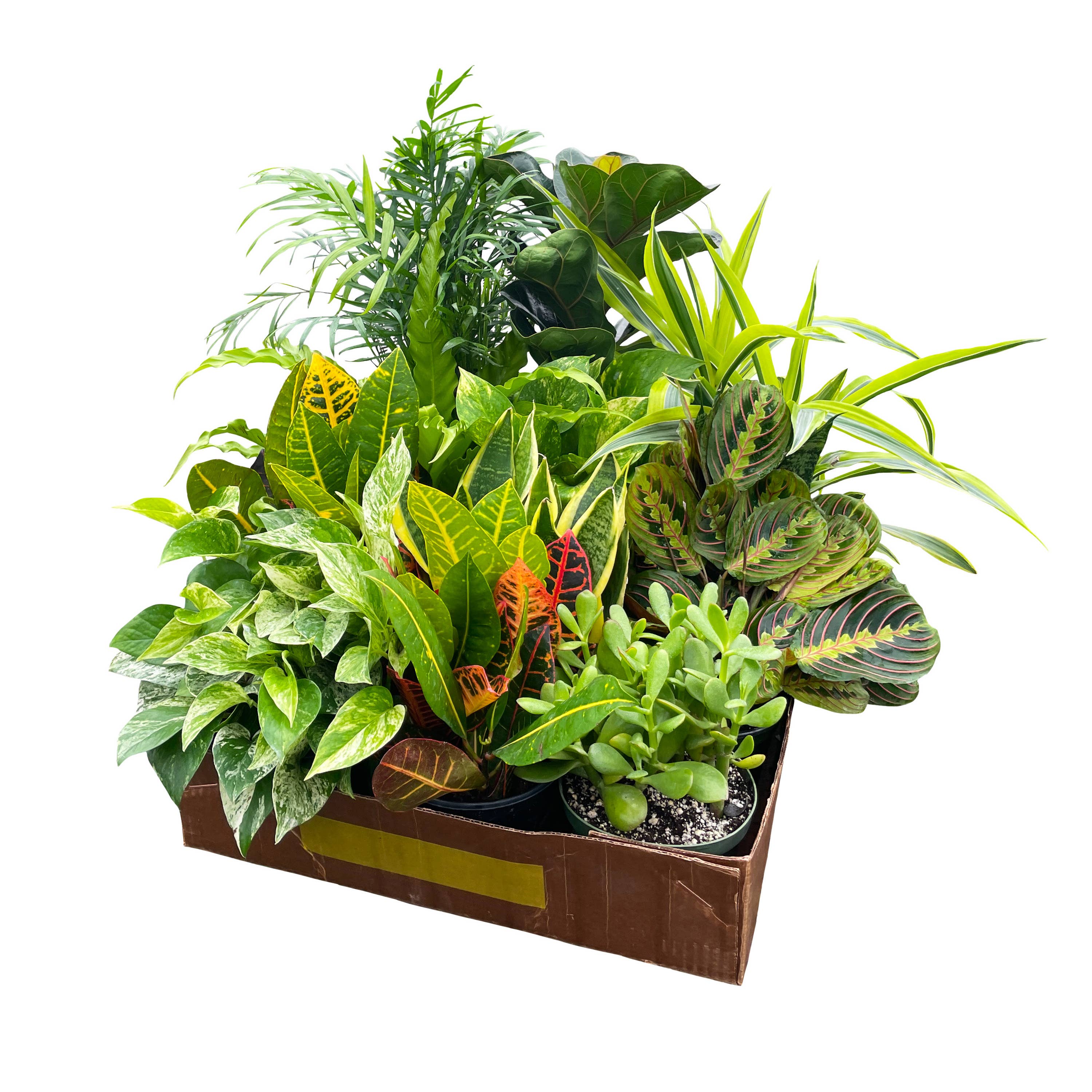 Wholesale Grower's Choice Houseplant Assortment - 6" Live Plants for ...