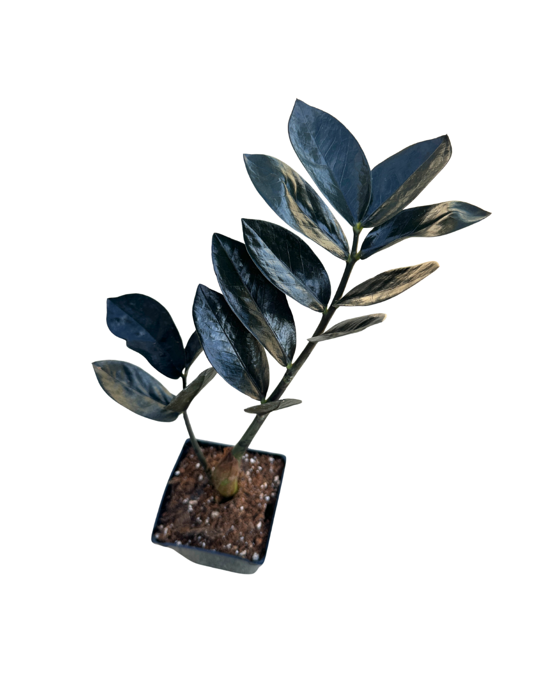 Wholesale 4" Raven ZZ (Zamioculcas zamiifolia Raven) – Wholesale Plant ...