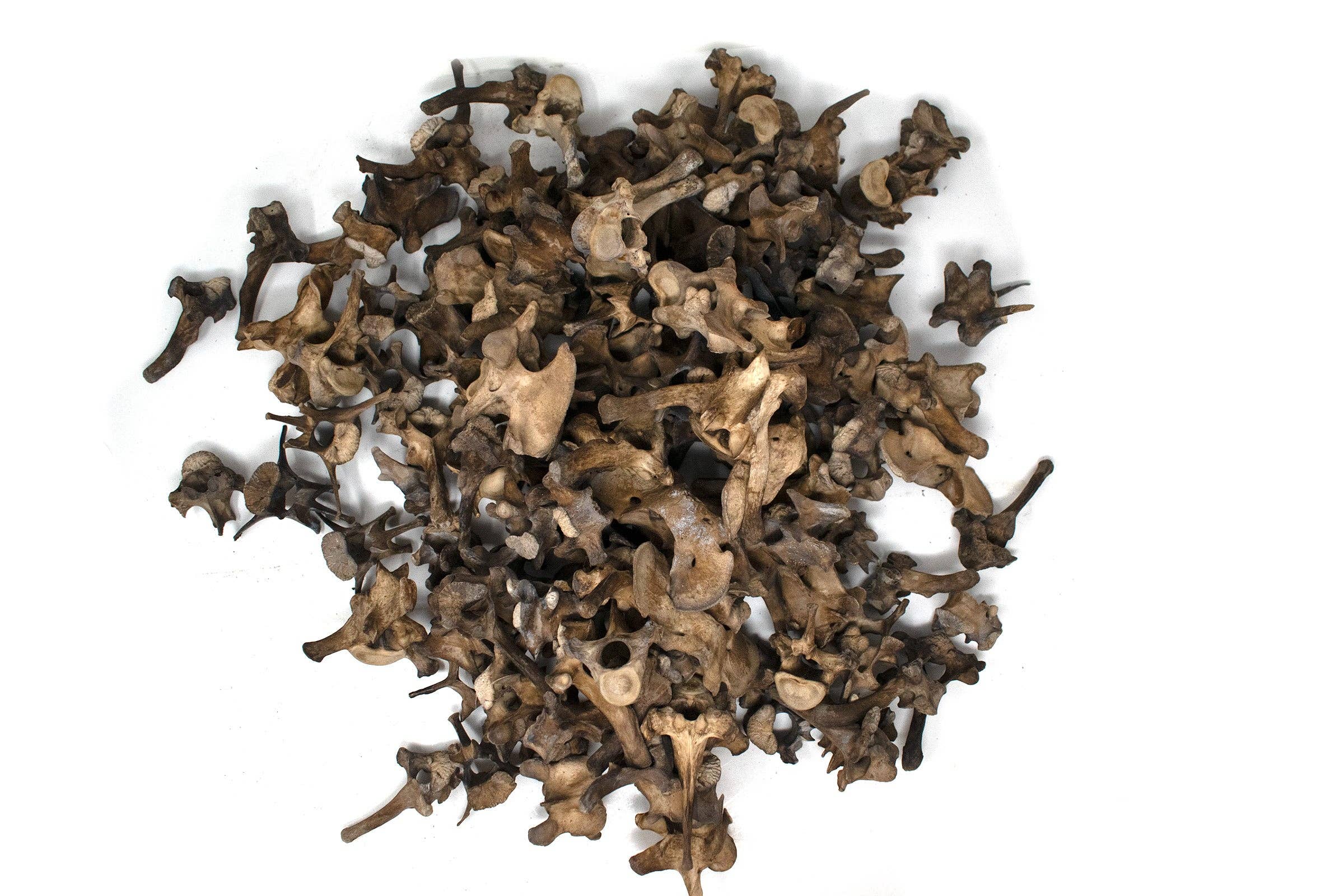 Wholesale gray wolf vertebra – Ritual Talisman for Norse Pagan Practice ...