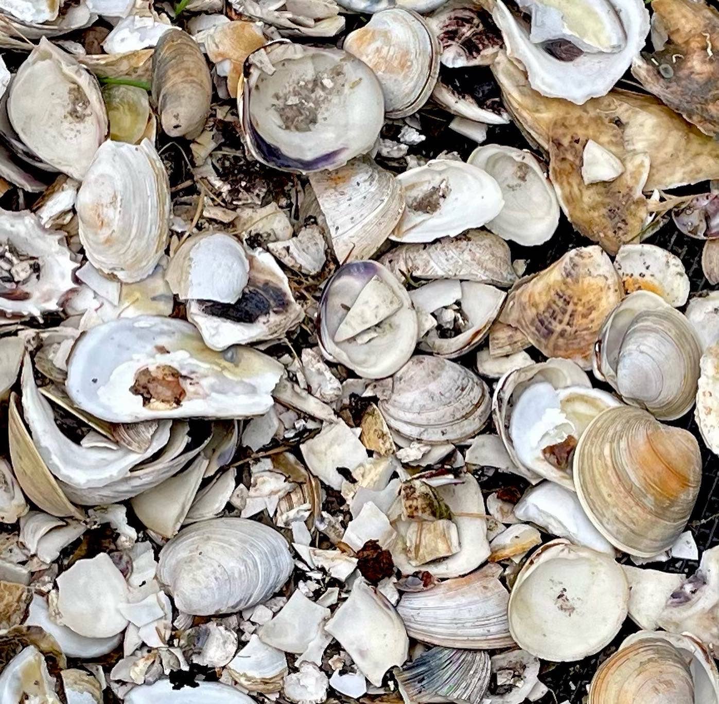 Wholesale Quahog Shell Ring Dish for your store - Faire